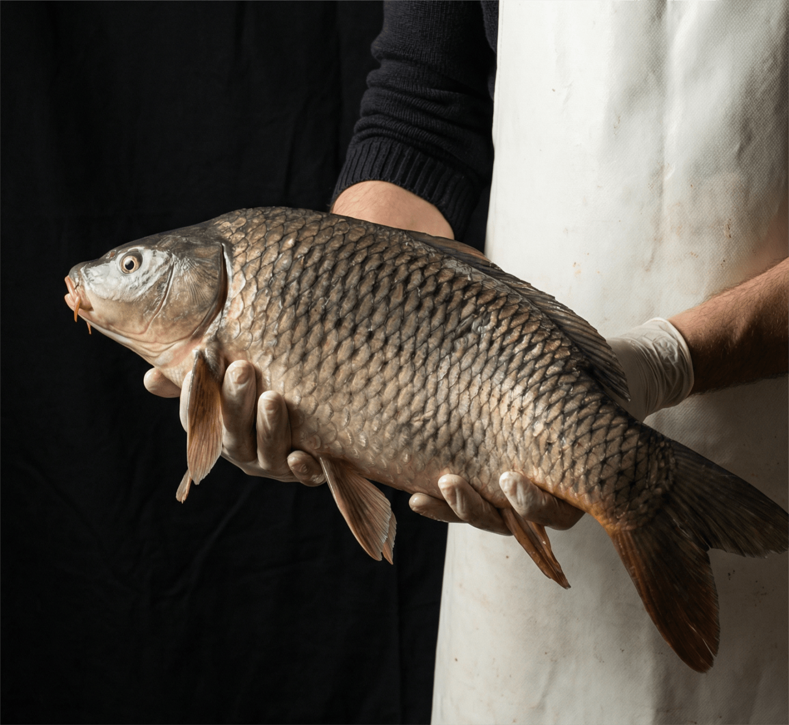 Moritzburg Castle - Moritzburg Forest Treasures